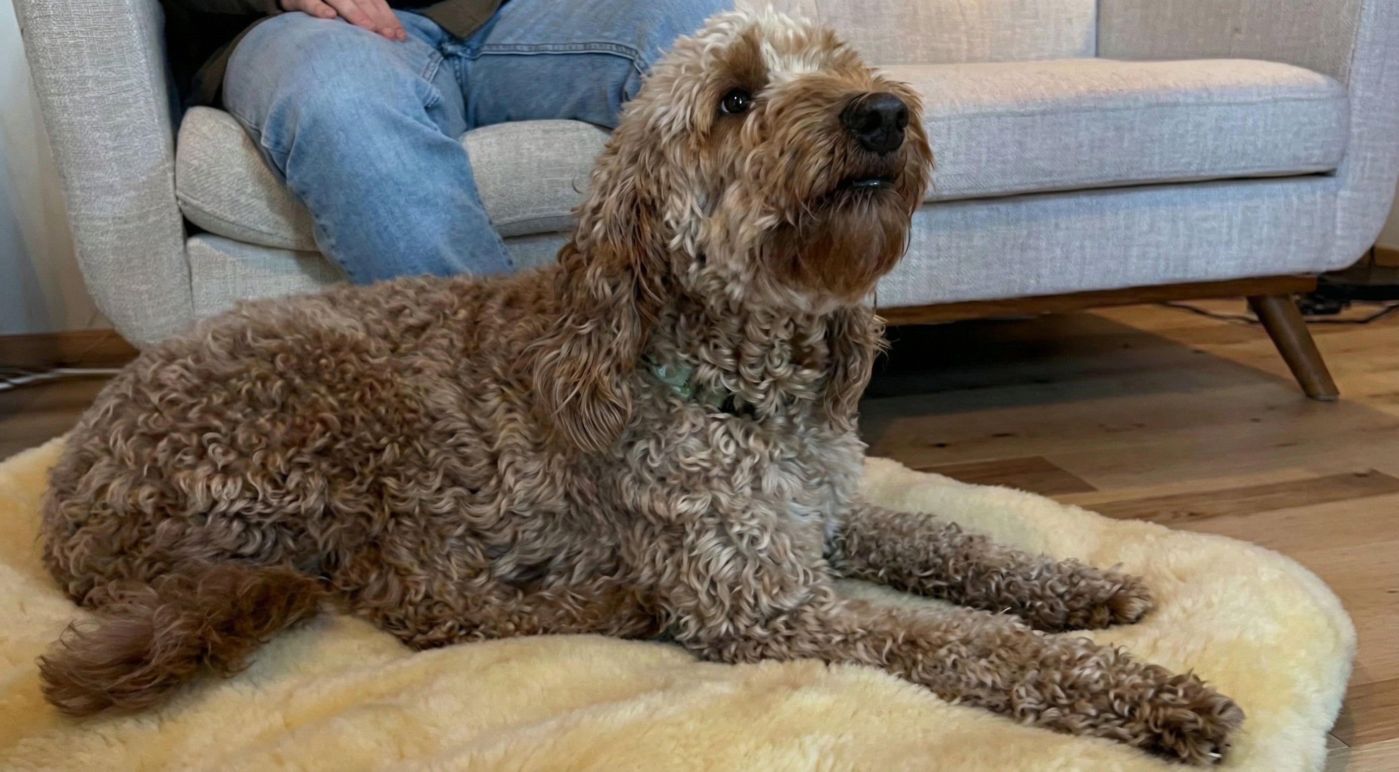 Calming Dog Beds: A Gentle Guide to Soothing Your Anxious Dog | East Perry