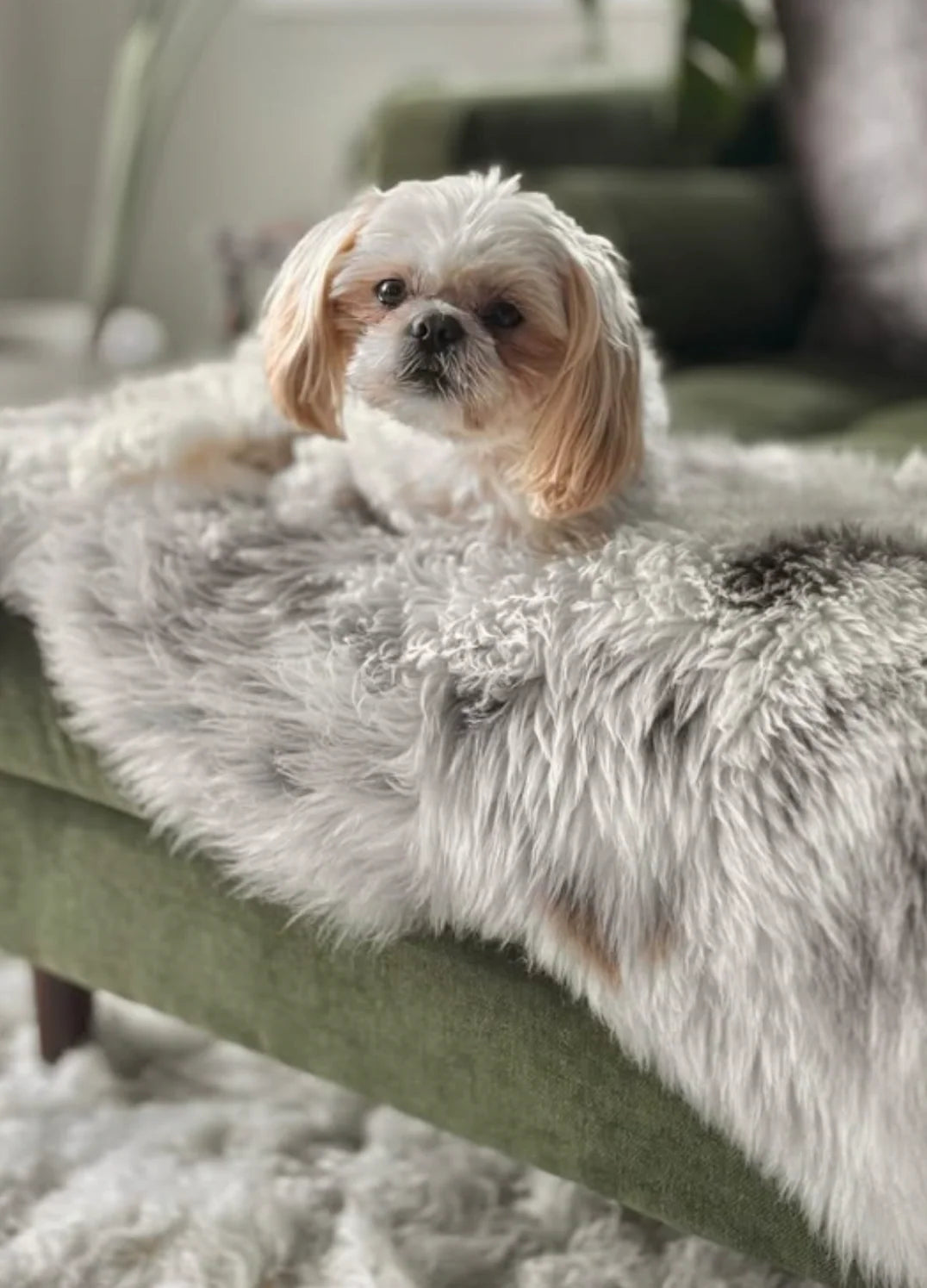 Sheepskin For Dog– East Perry